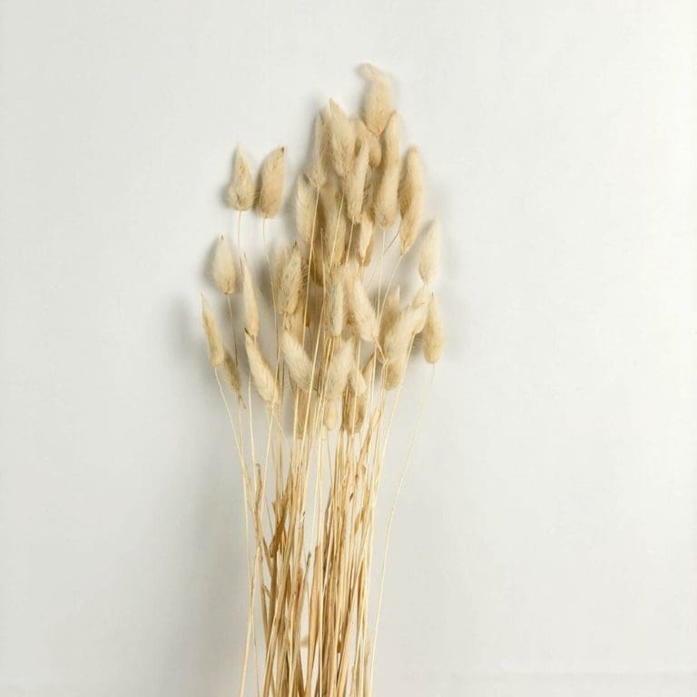 Dried Bunny Tail Grass Lagurus Grass Dried Bouquet Decorative Feathers ...